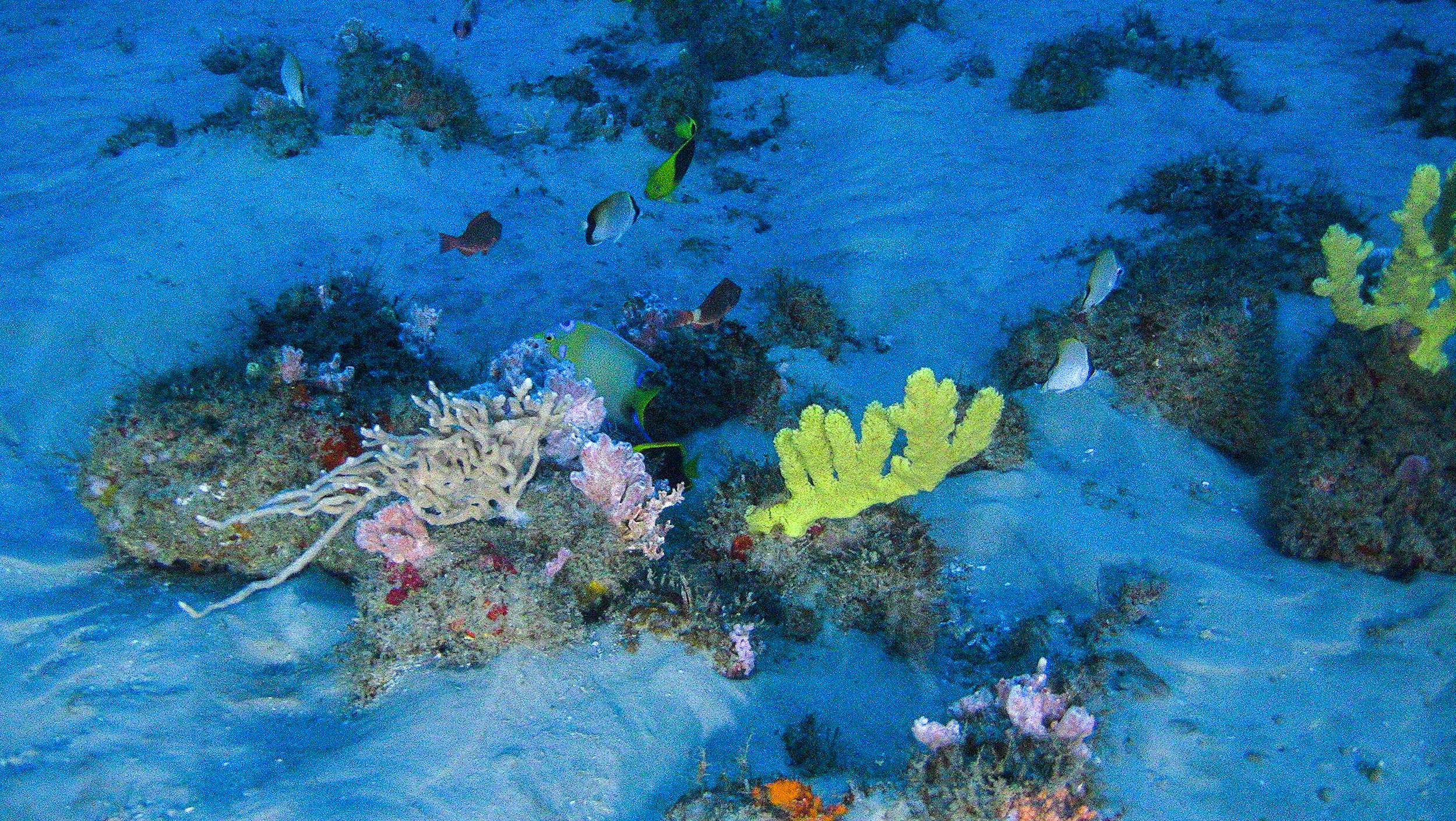 Amazon Reef: First images of sponge and coral system discovered at ...