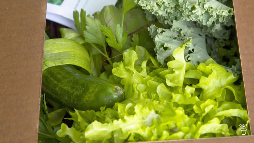Fair Food Farm - Gardening Australia