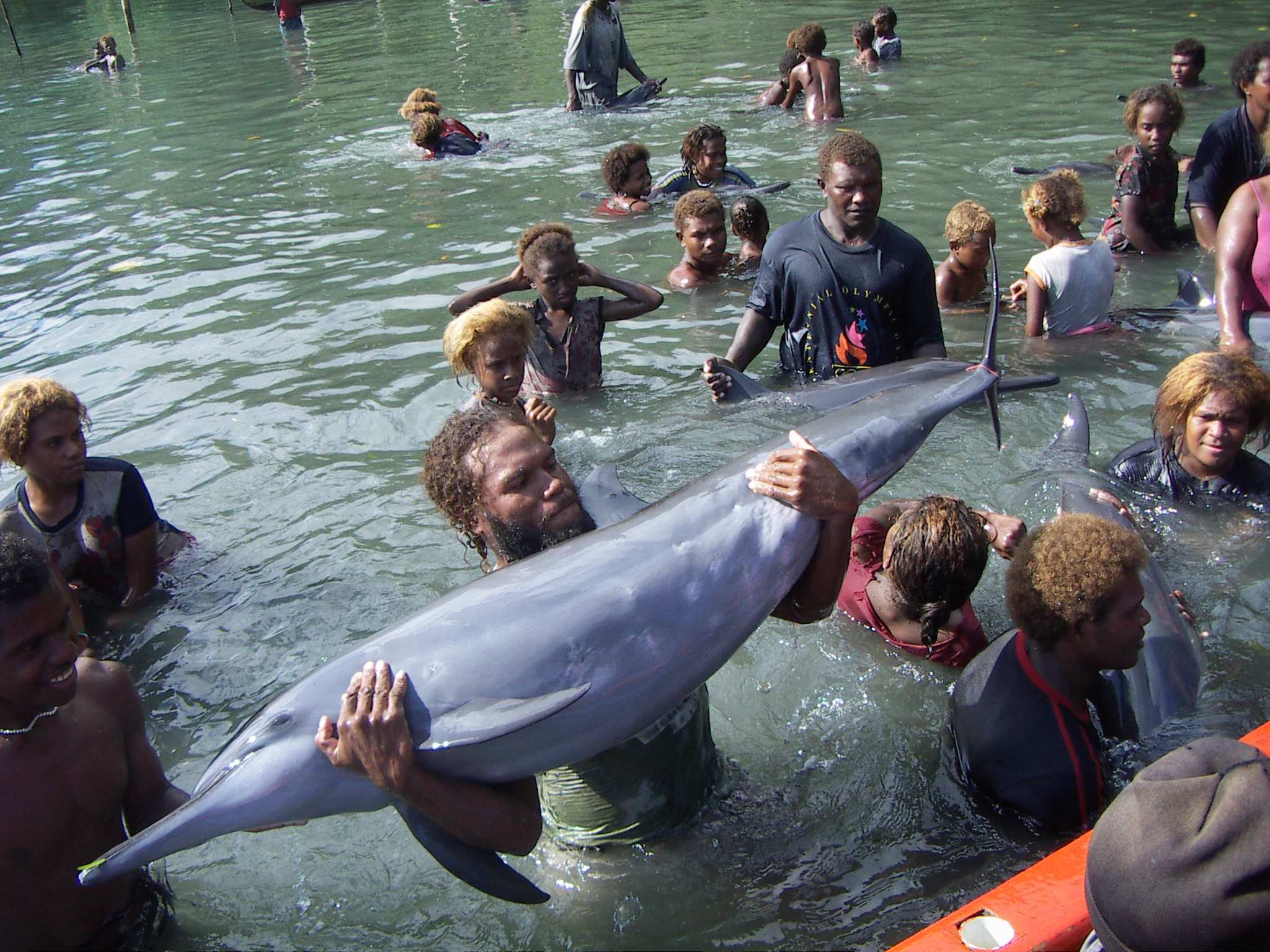 Solomon Islands traditional dolphin hunt video sparks debate over ...