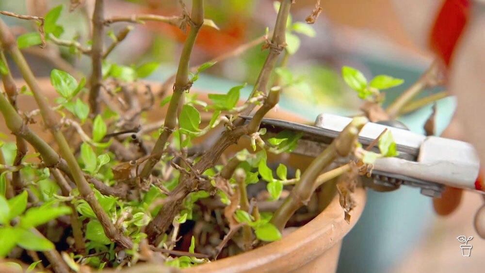 Top Tip: Vietnamese Mint - Gardening Australia