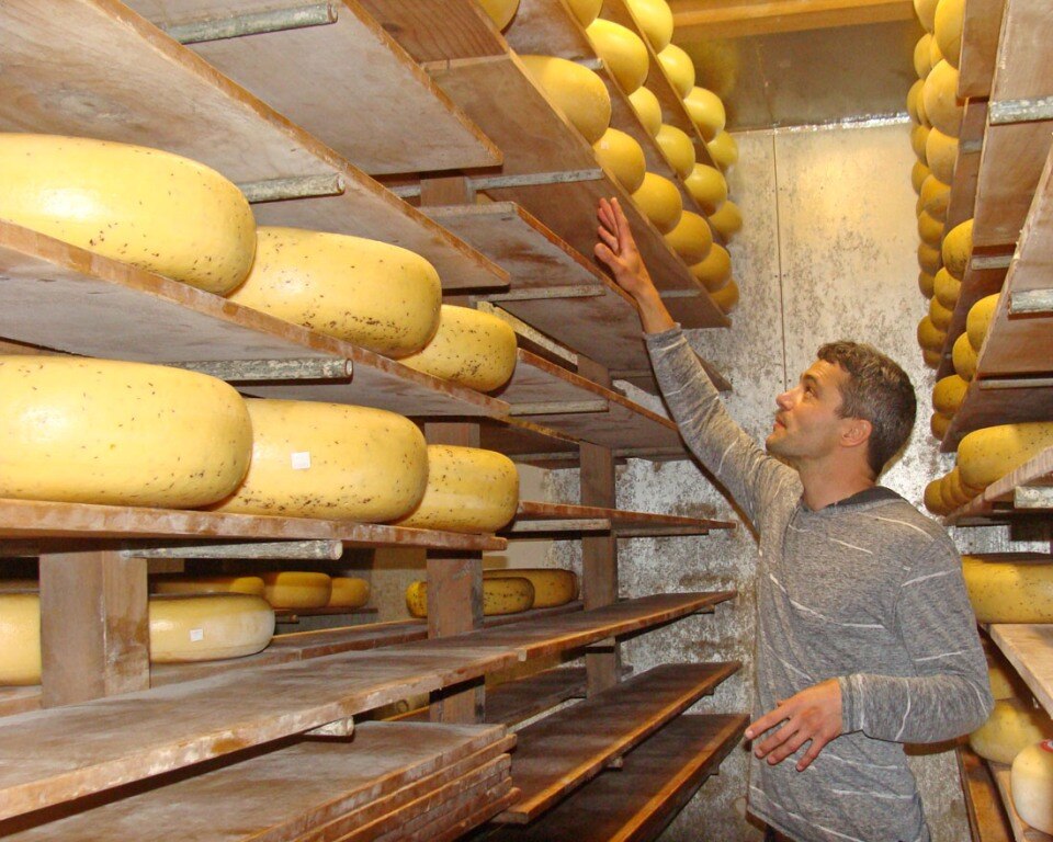 Making Gouda cheese the New Zealand way - ABC News