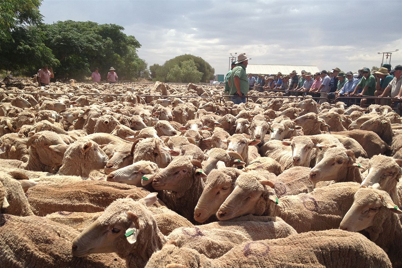 SA sheep market busy, as producers sell off stock - ABC News