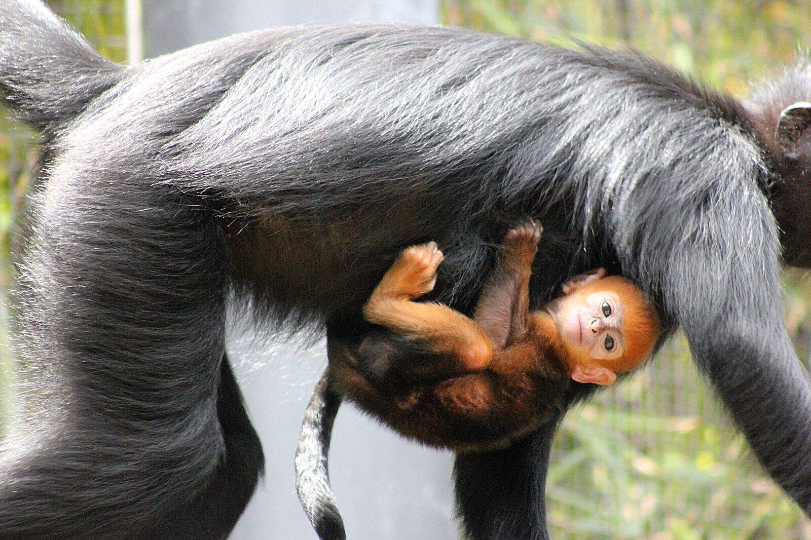 Nangua the Francois' Langur, one of the world's rarest monkeys, born at ...
