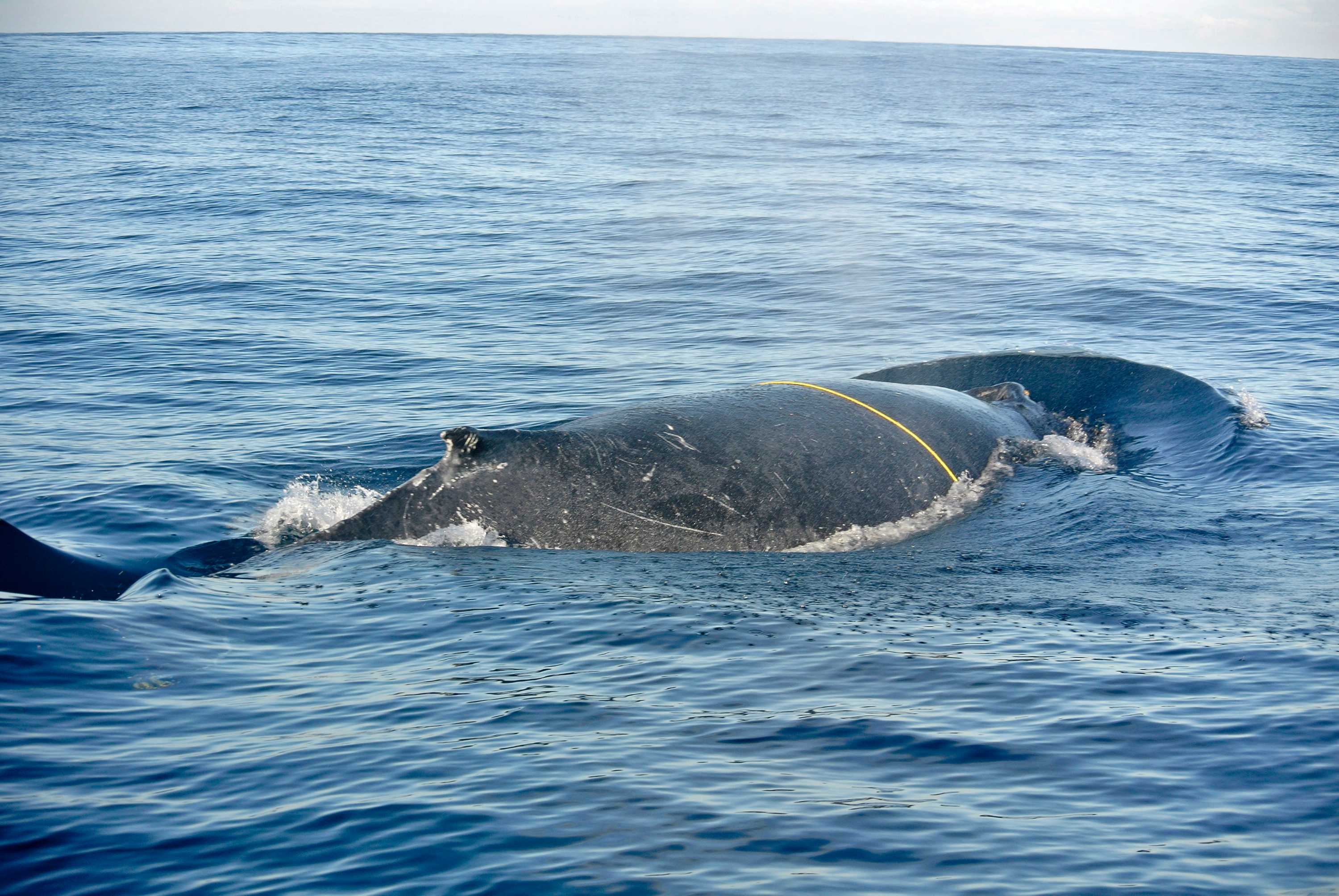 Authorities working to free whale tangled in ropes off Rottnest - ABC News