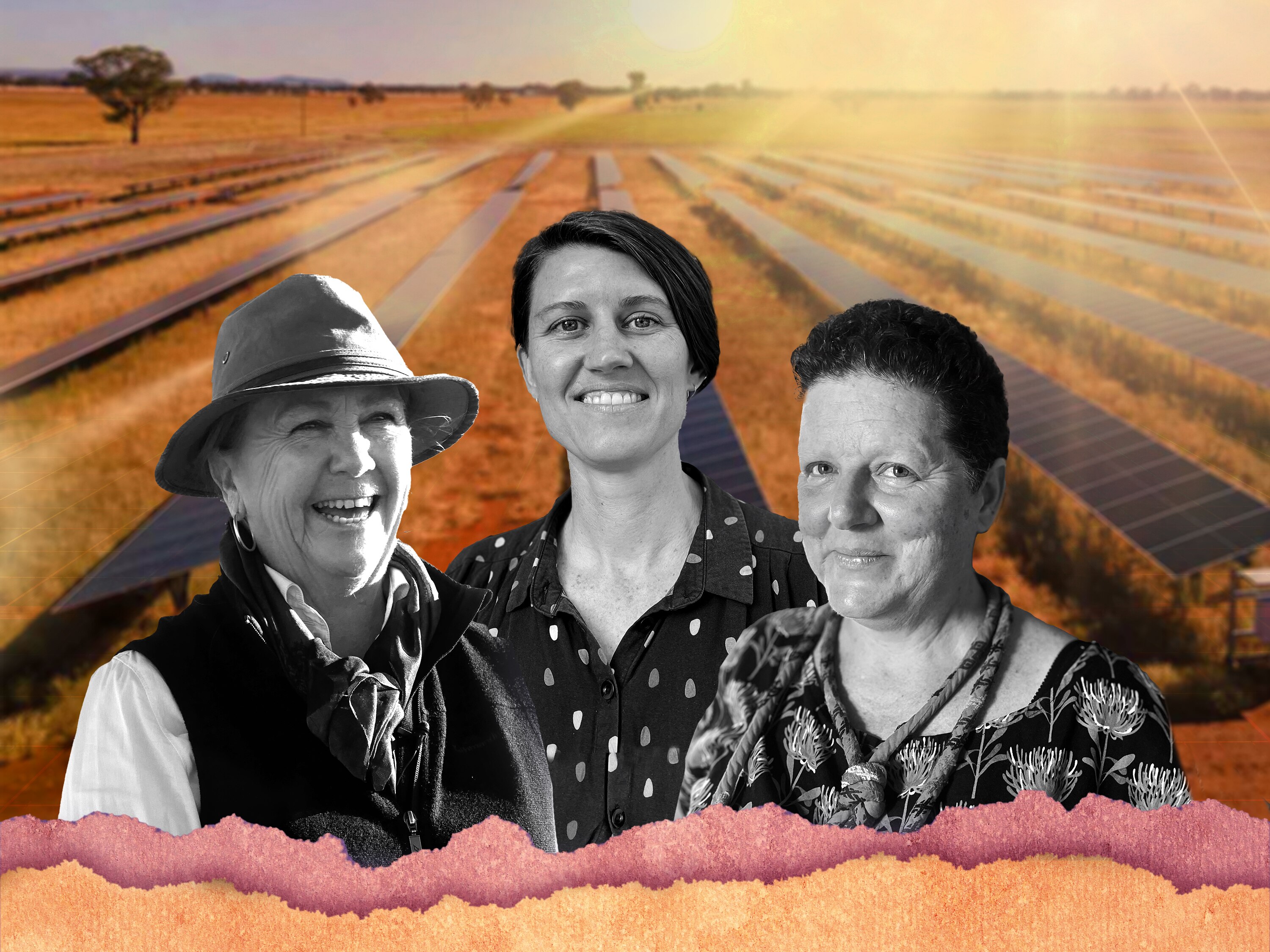 Norfolk Island hibiscus 'itchy bomb' trees set to be cut down following ...