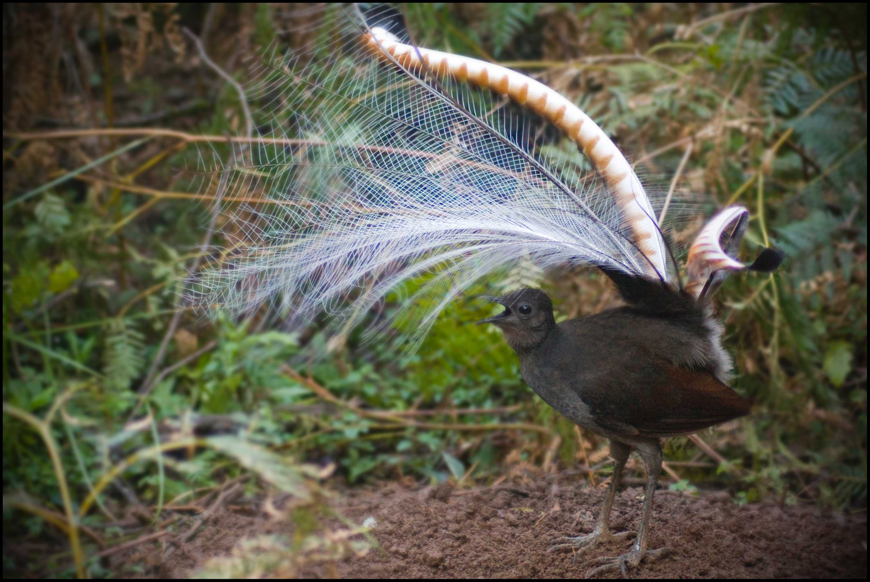 Lyrebirds - Repeat after me - ABC listen