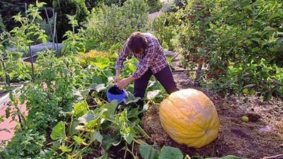 Small Gum Trees - Gardening Australia
