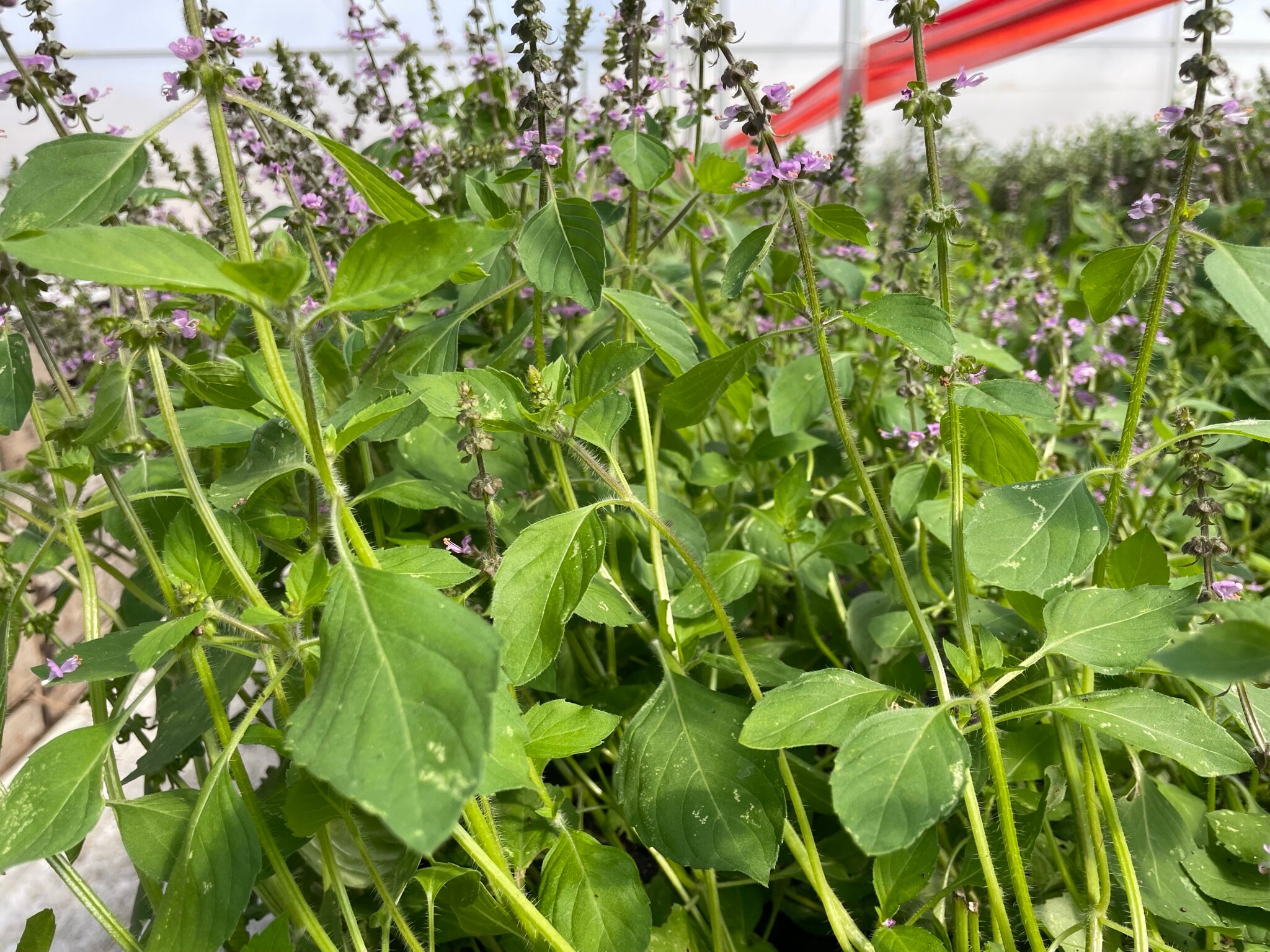 Damian Manno, Marlon Motlop combine cultures in Quality Harvest herb ...