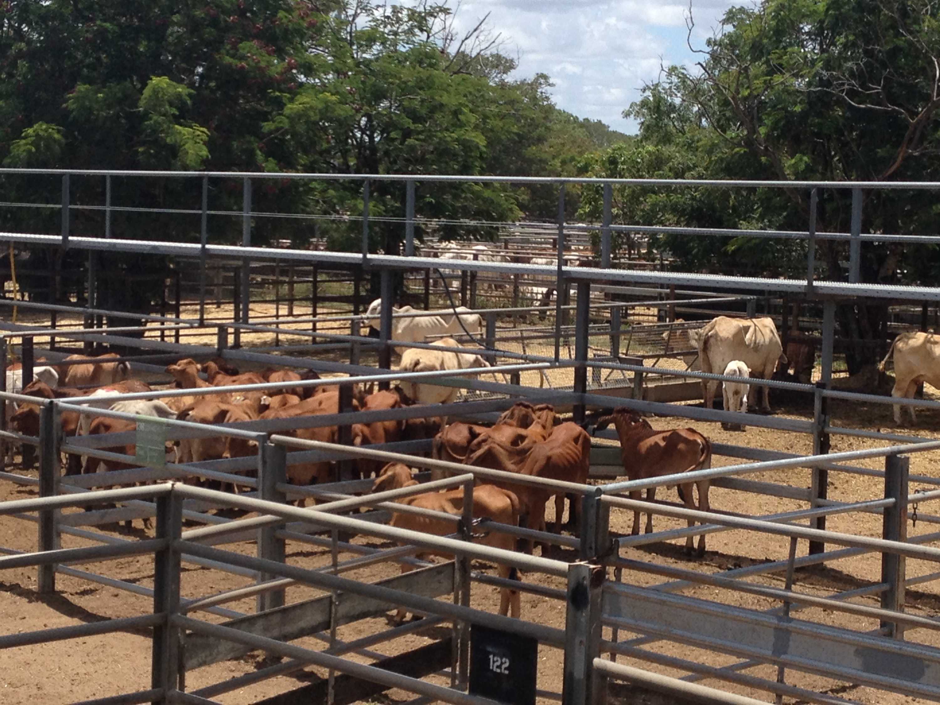 Next six weeks critical for drought-affected Queensland cattle ...