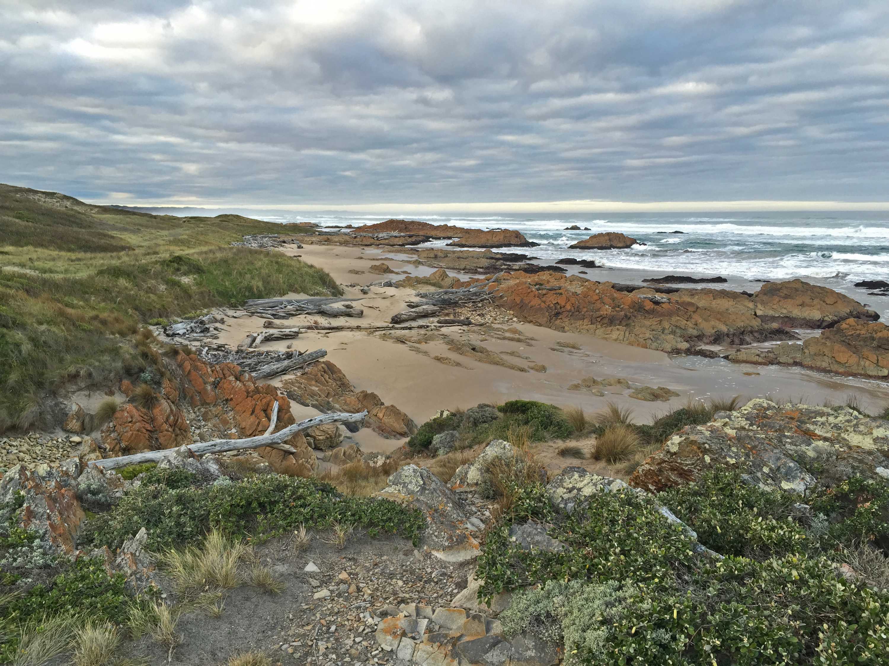 Tarkine reveals its secrets in first Tasmanian BioBlitz event - ABC News
