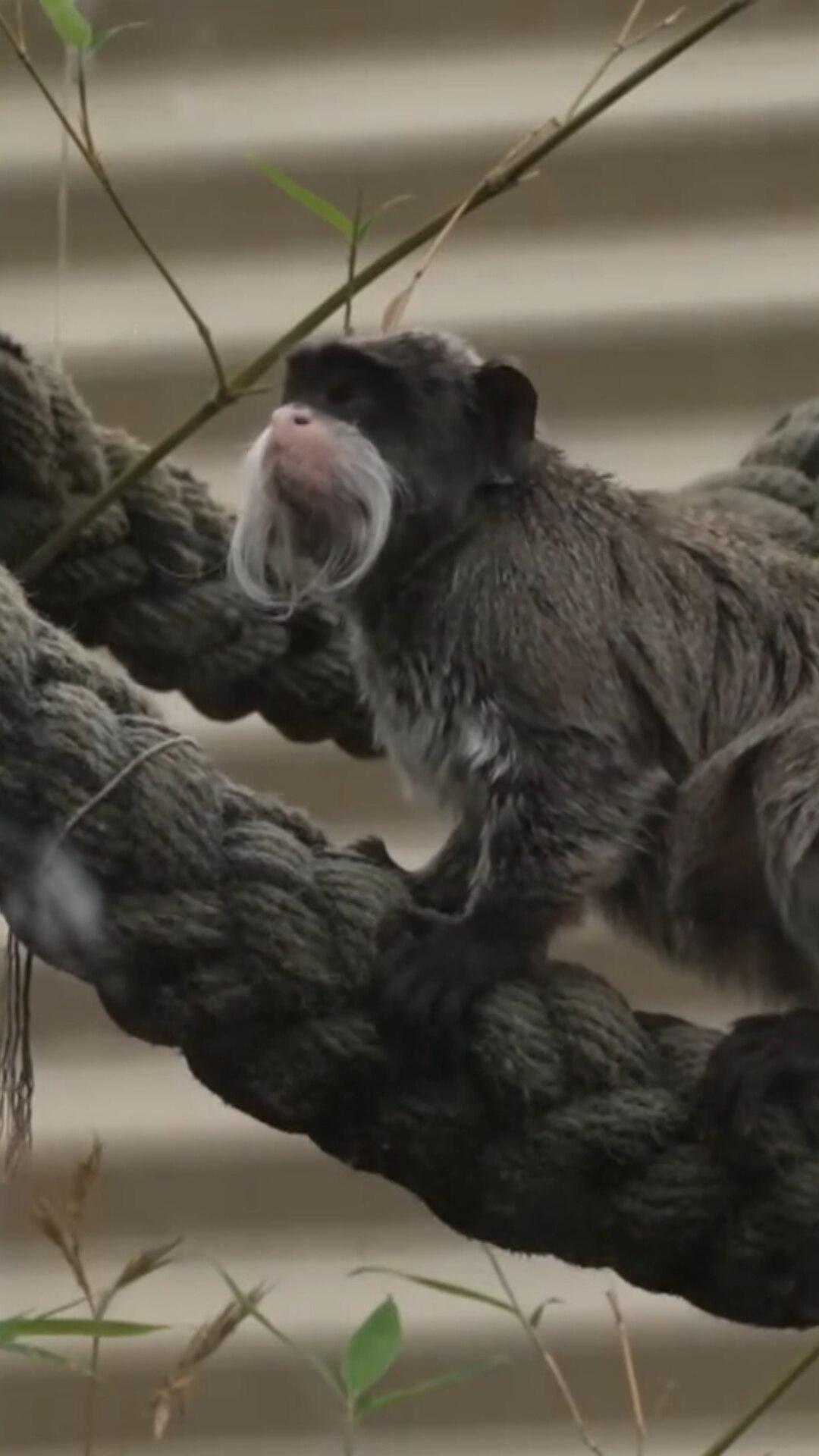 How this zoo saved 500 animals from bushfire - ABC News