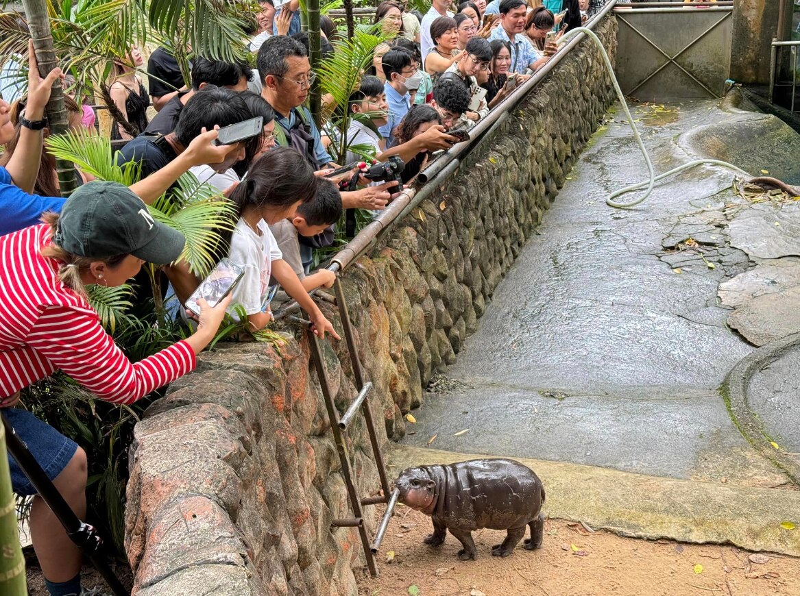 Moo Deng the Pygmy Hippo Captivates Thailand and the Internet — Belstad