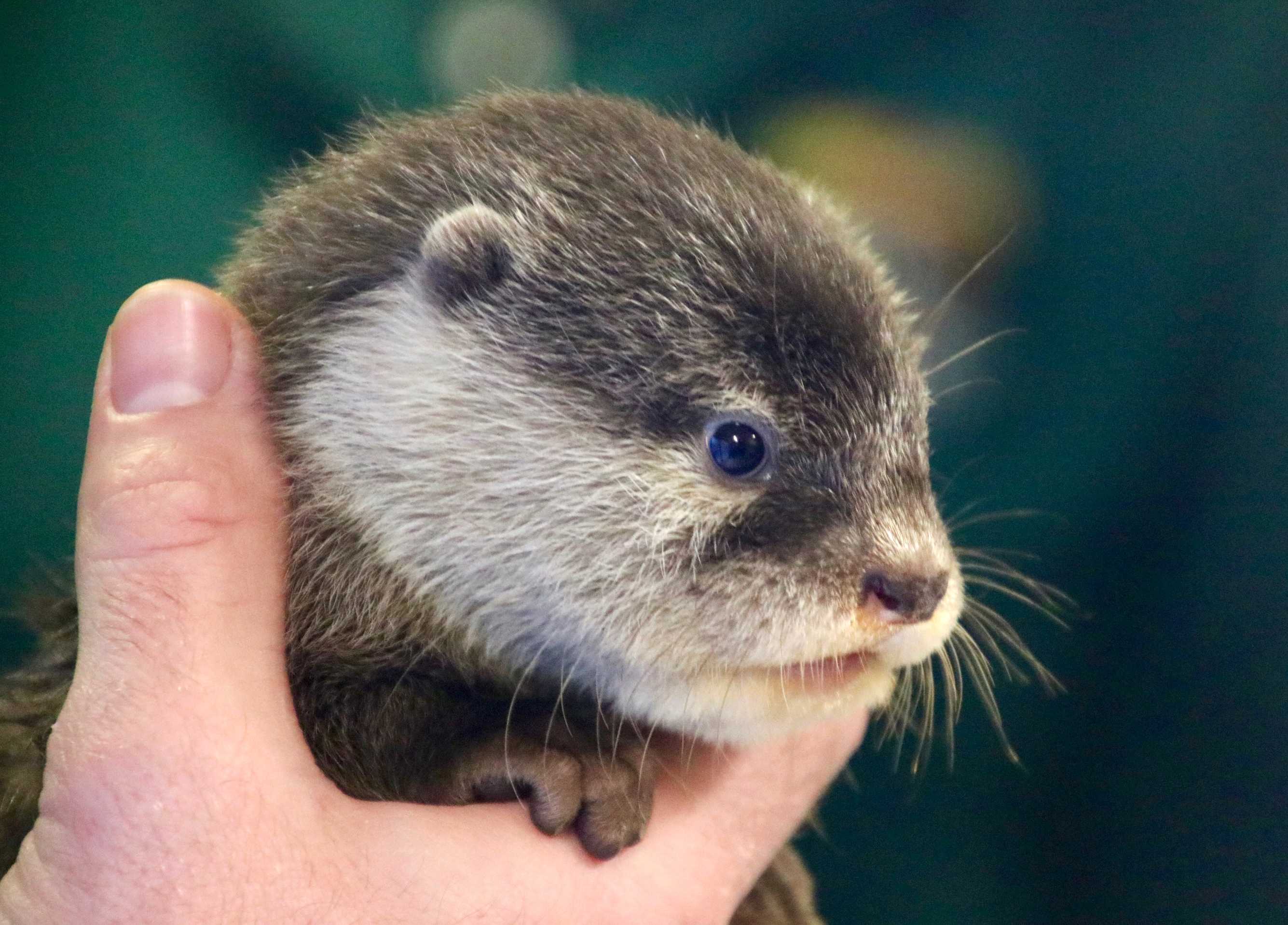 Perth Zoo otter pups given clean bill of health after first check-up ...