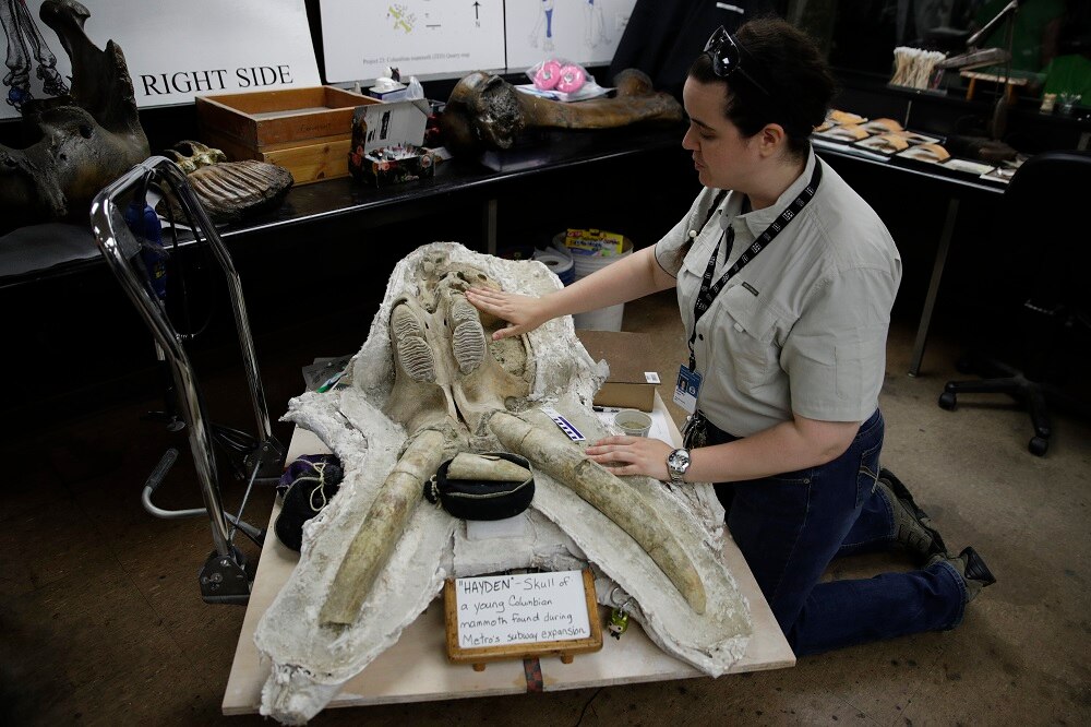 Ice Age fossils, including rare mammoth, found during LA subway ...