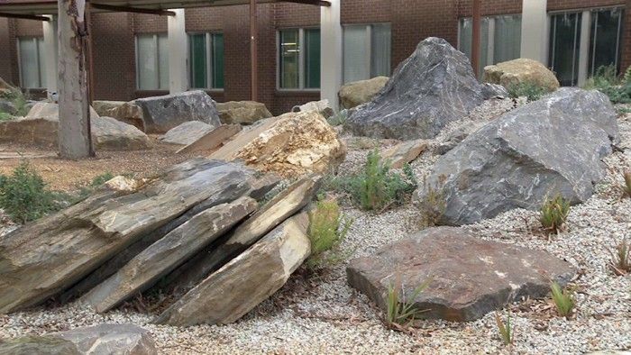 Native Climbers - Gardening Australia