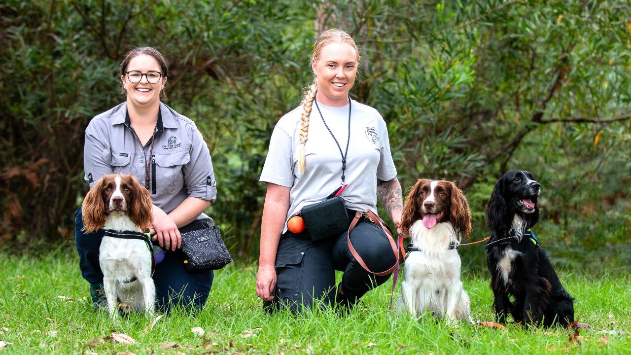 Scent-detection dogs trained to track elusive Wyong sun orchid - ABC News
