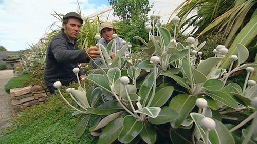 A New Zealand Daisy - Gardening Australia