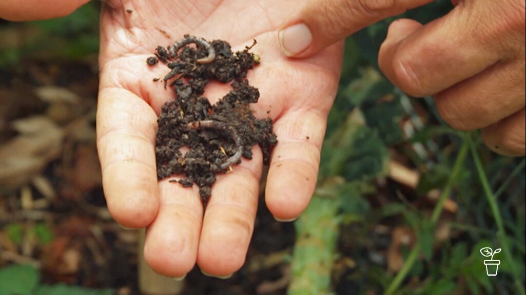 Earthworm Communication - Gardening Australia