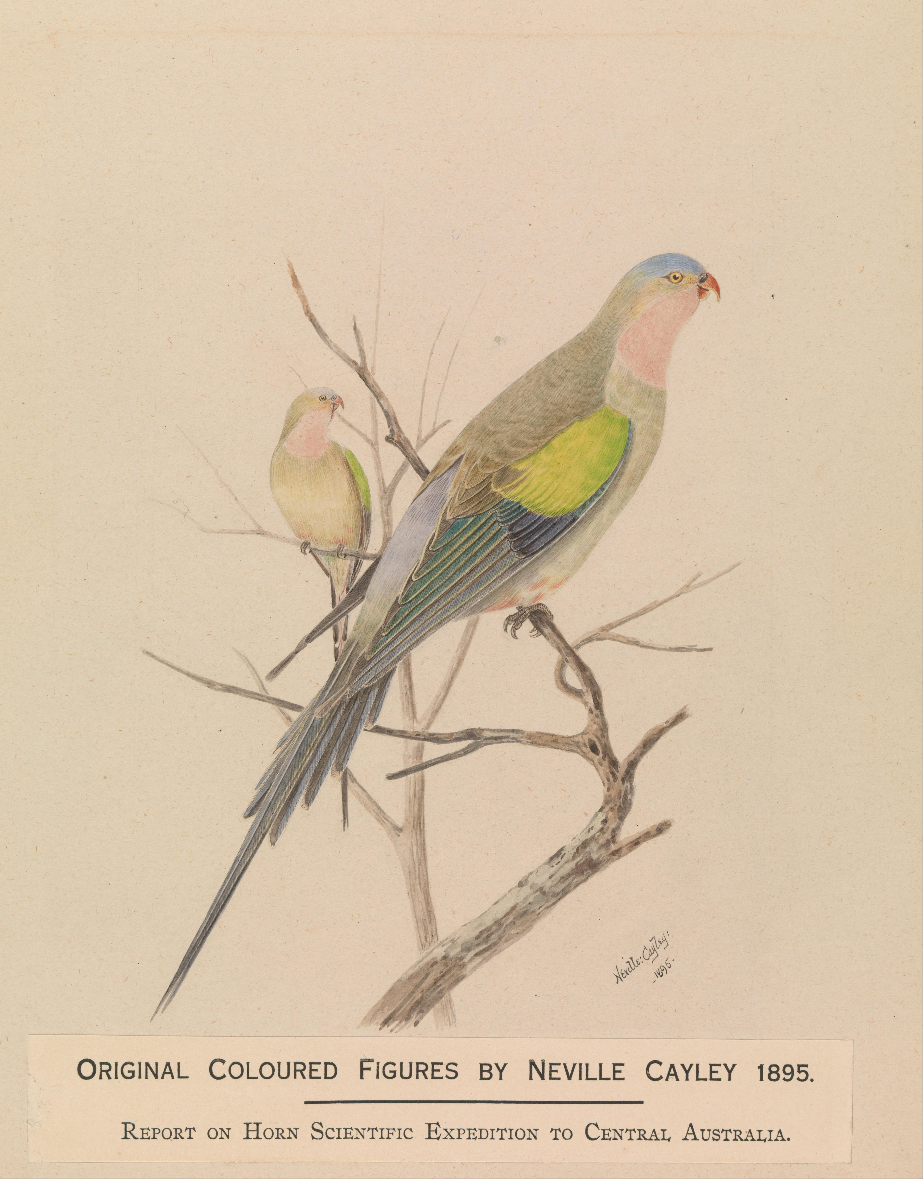 Tweet of the week - Princess Parrot - ABC listen