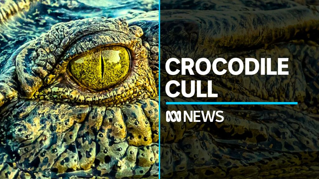 Croc attack sparks renewed calls for Top End cull - ABC News