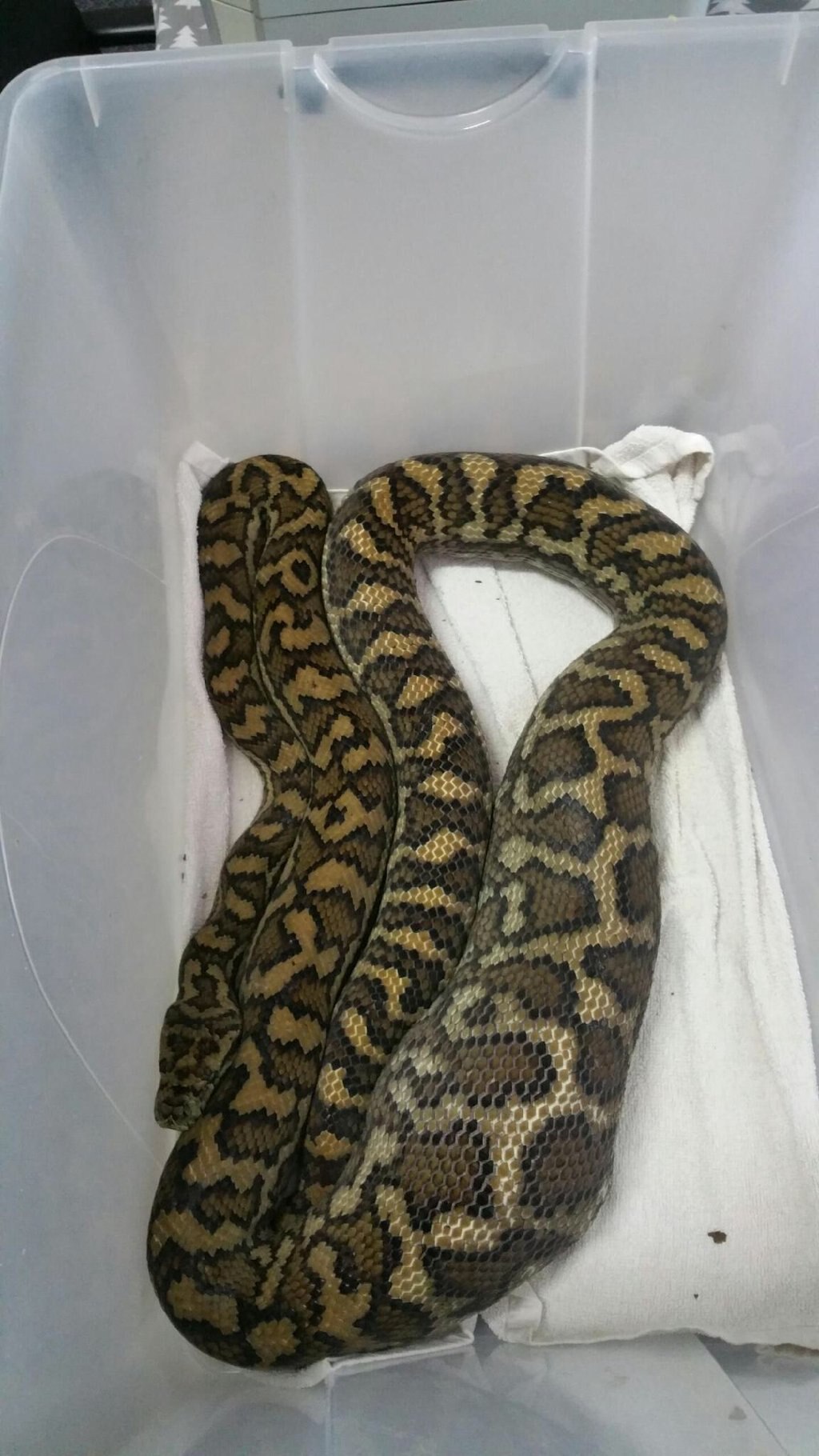 Snakes bite more than a dozen people across Queensland over two days ...