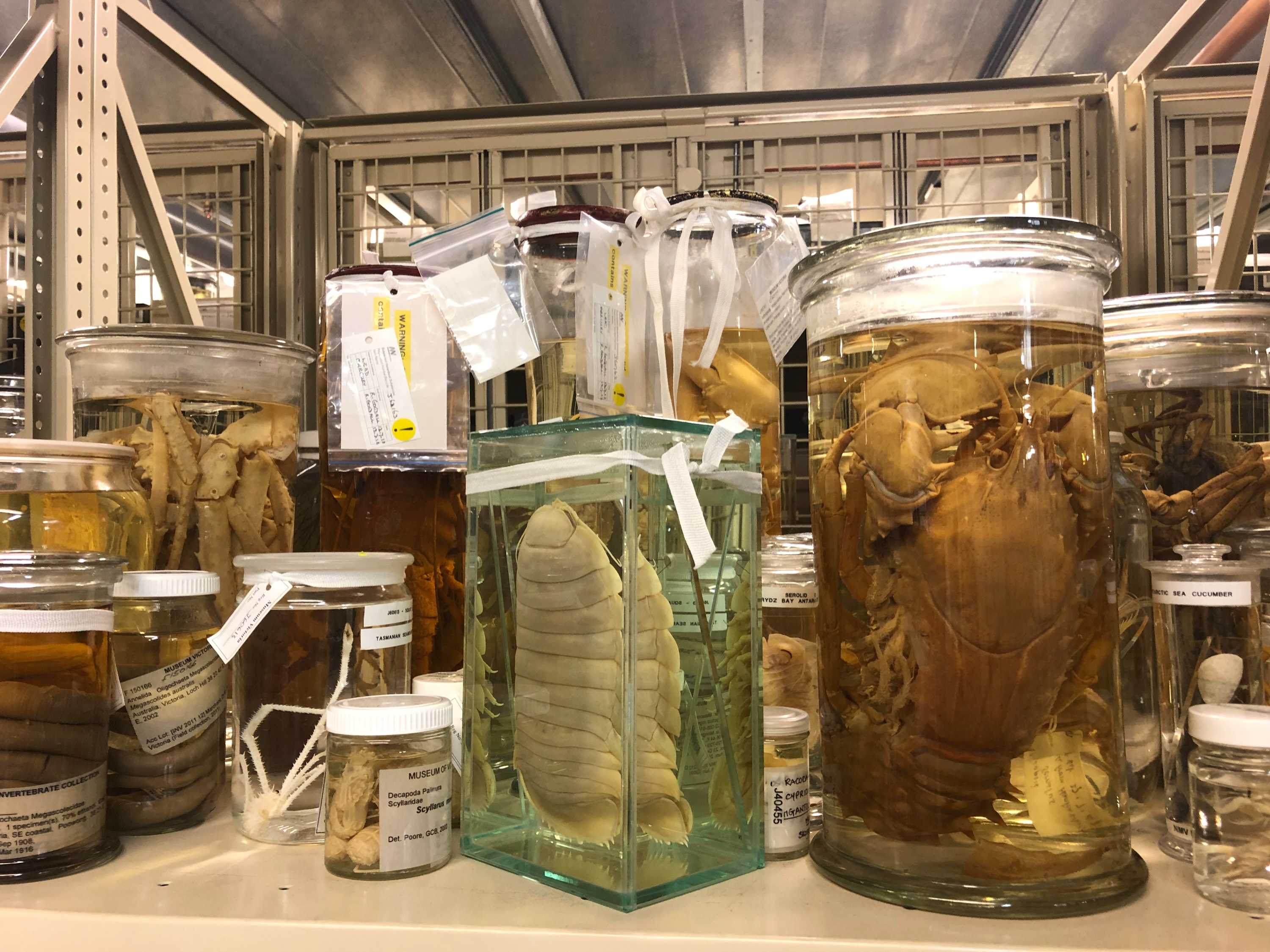 Life at extreme ocean depths - ABC listen