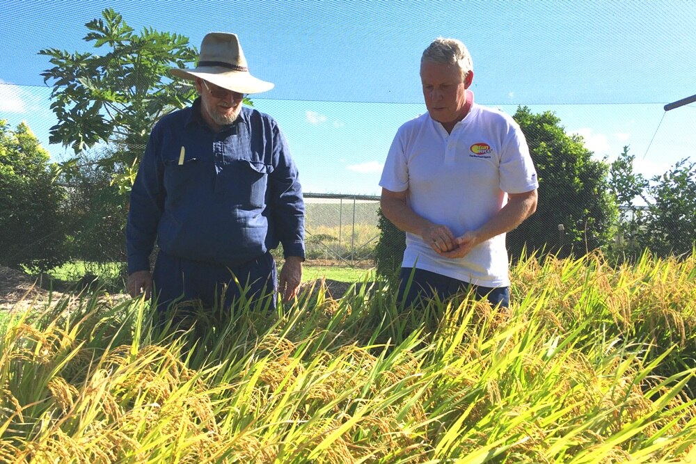 Coming up with right varieties crucial to tropical Queensland's rice ...