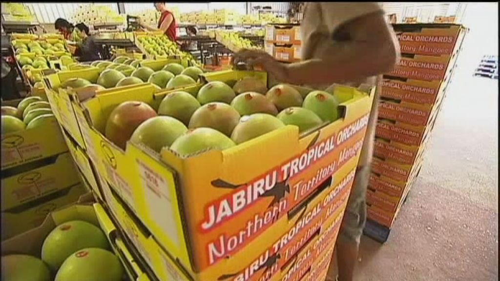 Growing rivalry: producers prepare for mango harvest - ABC News