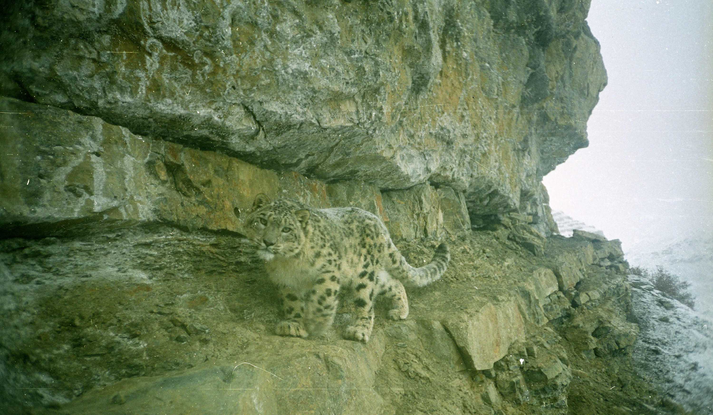 Snow leopard DNA test uses animal's own poo to solve conservation ...