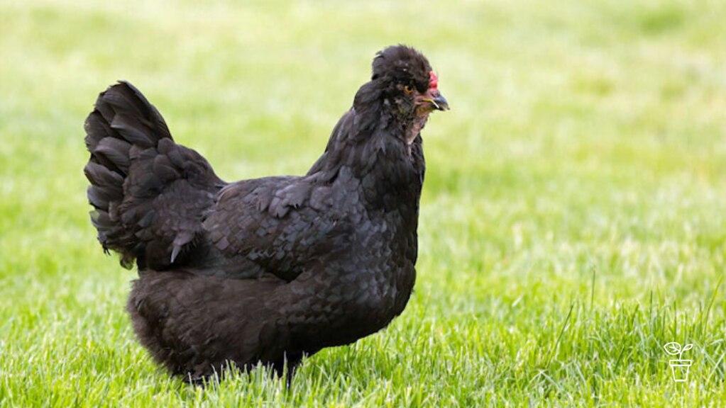 Chook Lookbook - Gardening Australia