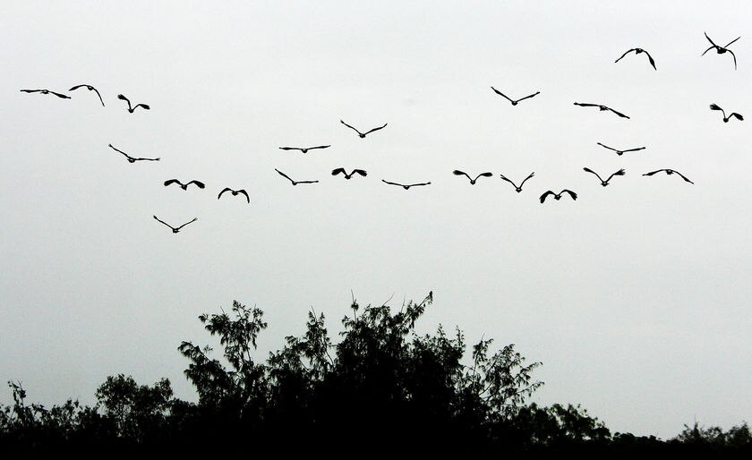 Migratory bird numbers plummeting, study shows - ABC News