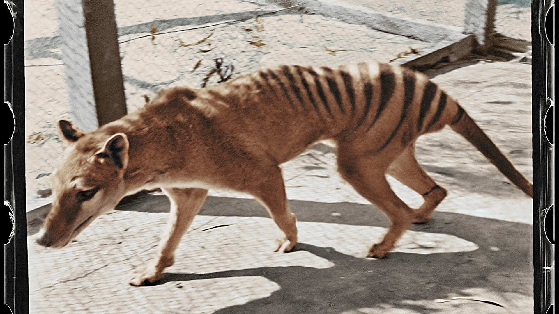 Tassie Tiger Return - Behind The News