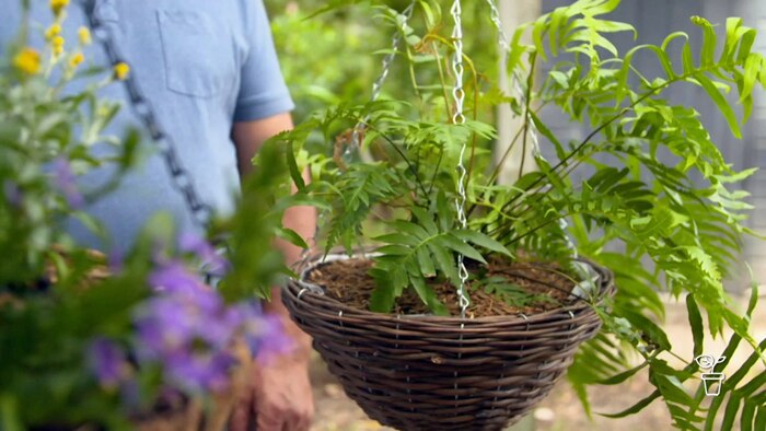 Hanging with the Locals - Gardening Australia