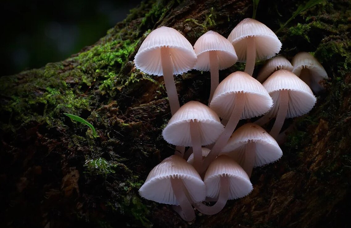 Dr. Merlin Sheldrake on how fungi weaves the web of life - ABC listen