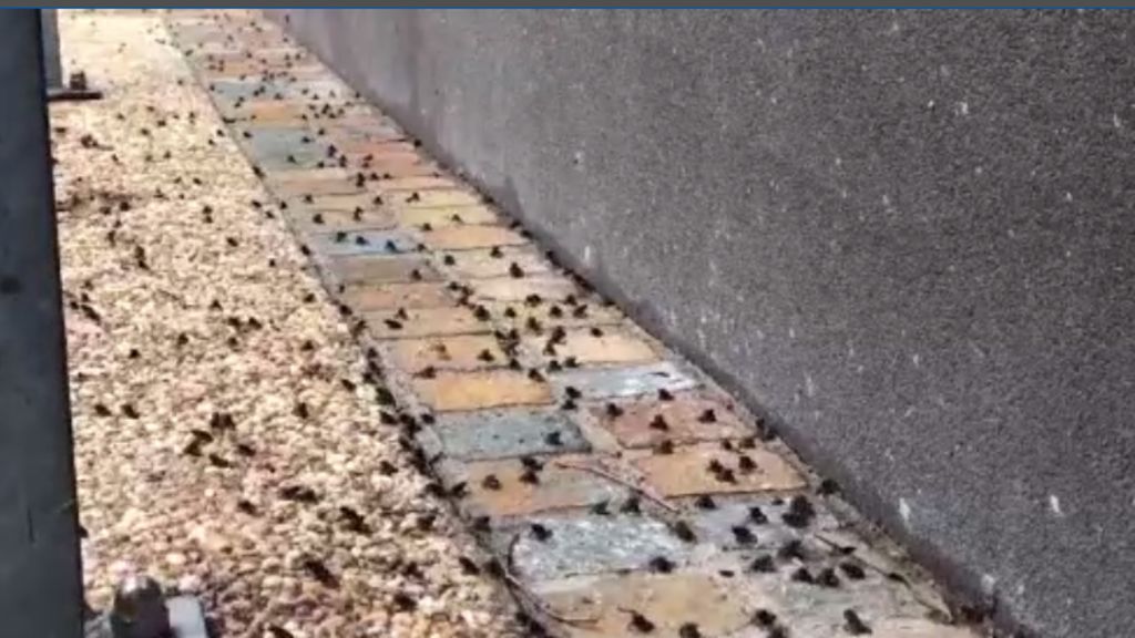 Thousands of cane toads have taken over the St Lucia campus - ABC News