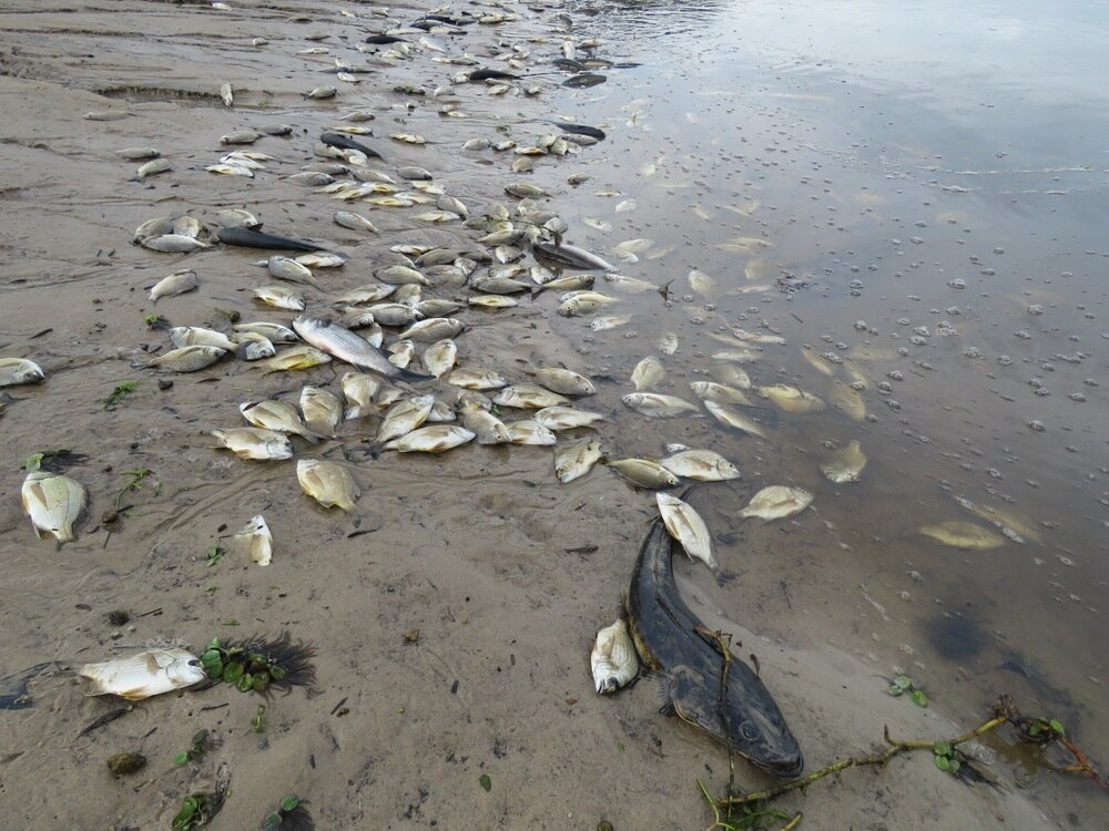 Thousands of fish killed after Byron Bay residents pressure council to ...