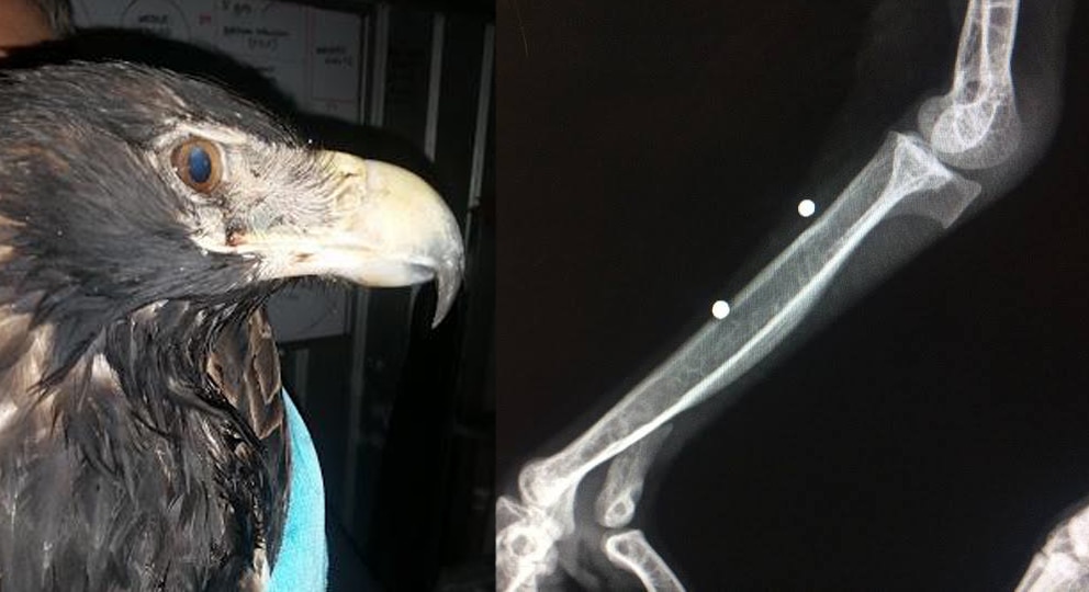 'Shotgun' killing of wedge-tailed eagle sparks Facebook fury, reward ...