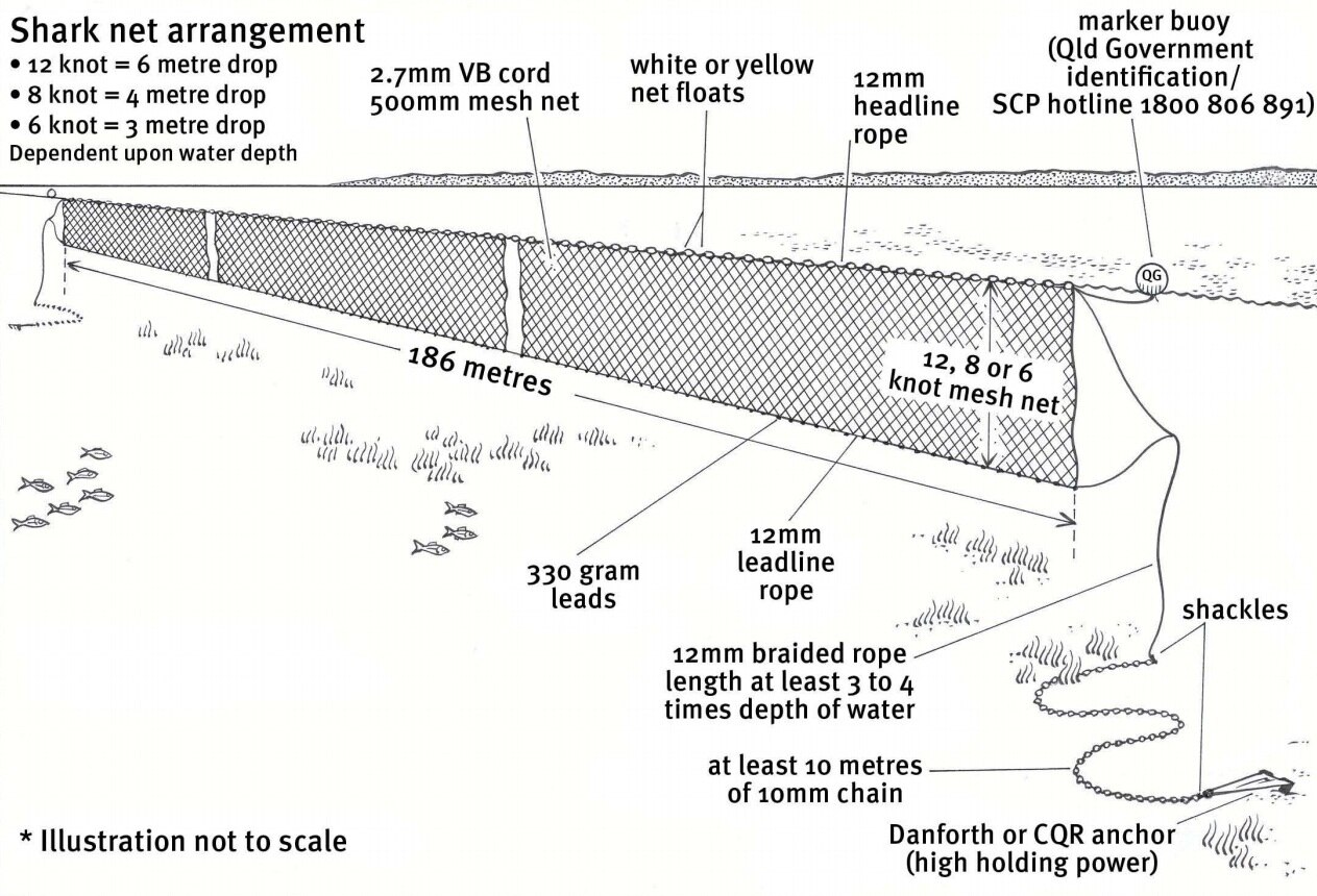 Shark management: Can anything be done to keep people safe in the water ...