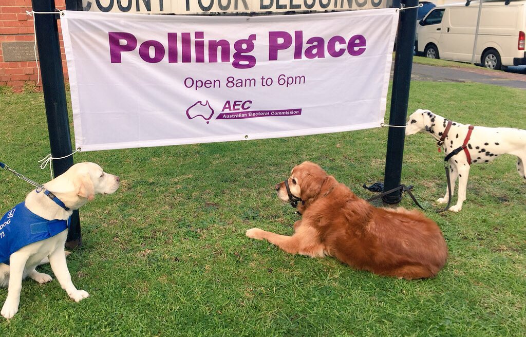 Election 2016: #DogsAtPollingStations become stars of election day ...
