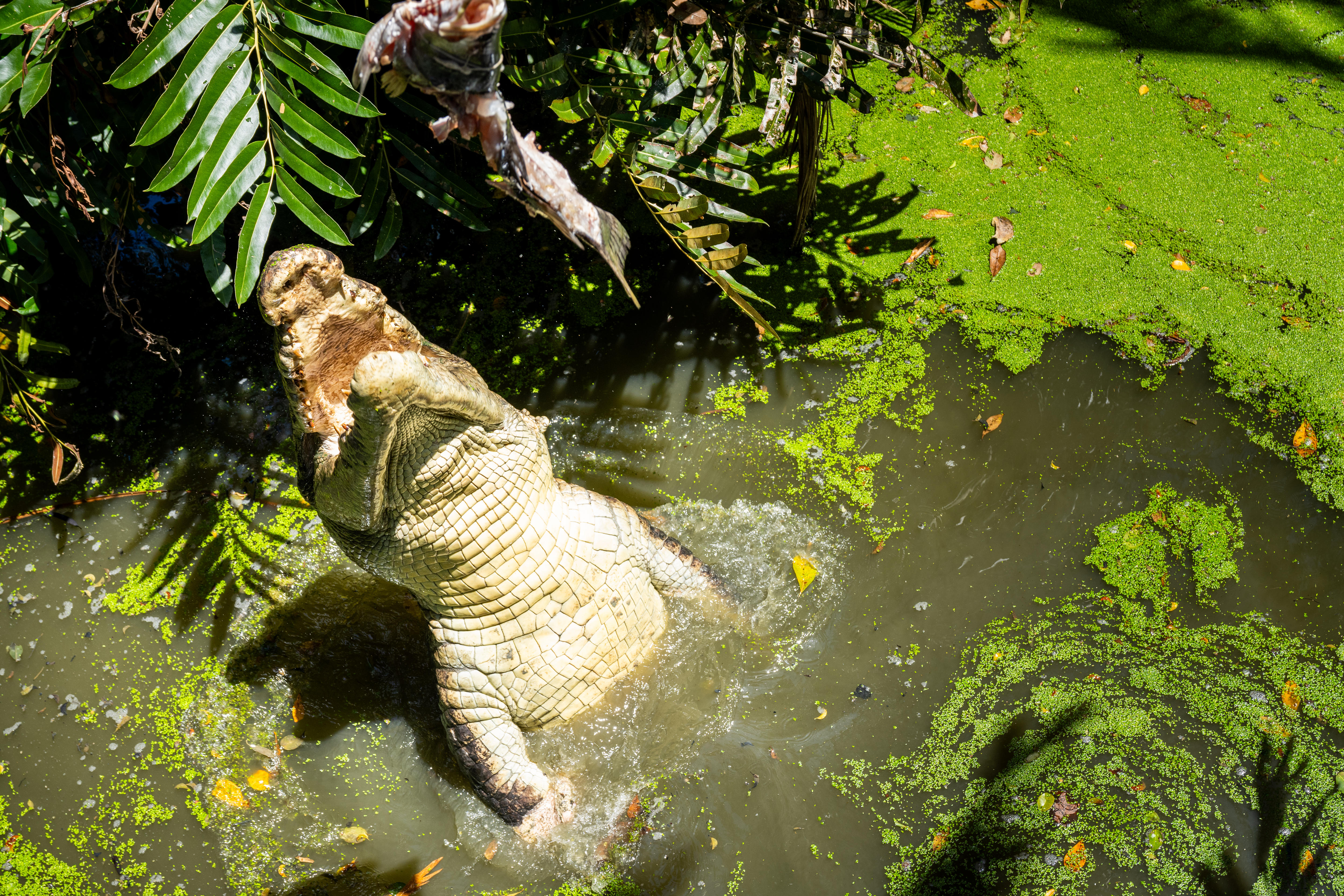 Krakatoa and Boss Hog emerge as Queensland's largest crocodiles in ...