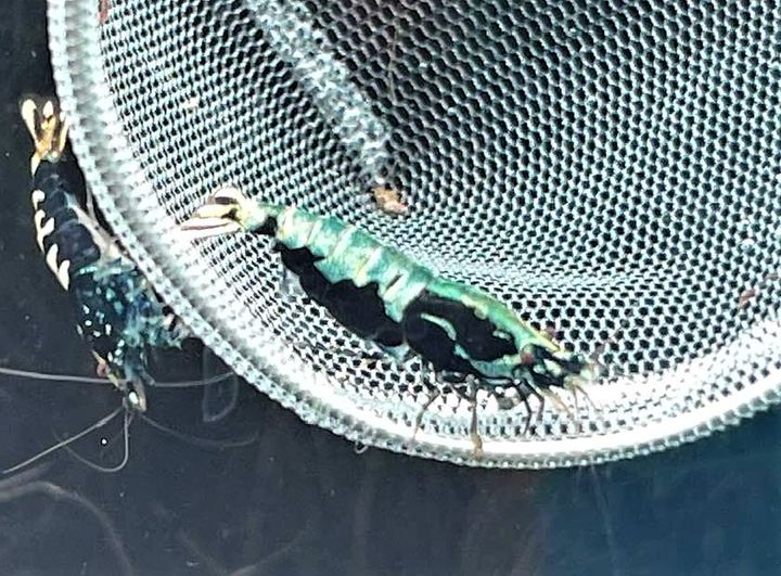 Dwarf shrimp latest addition to micro pet craze - ABC News