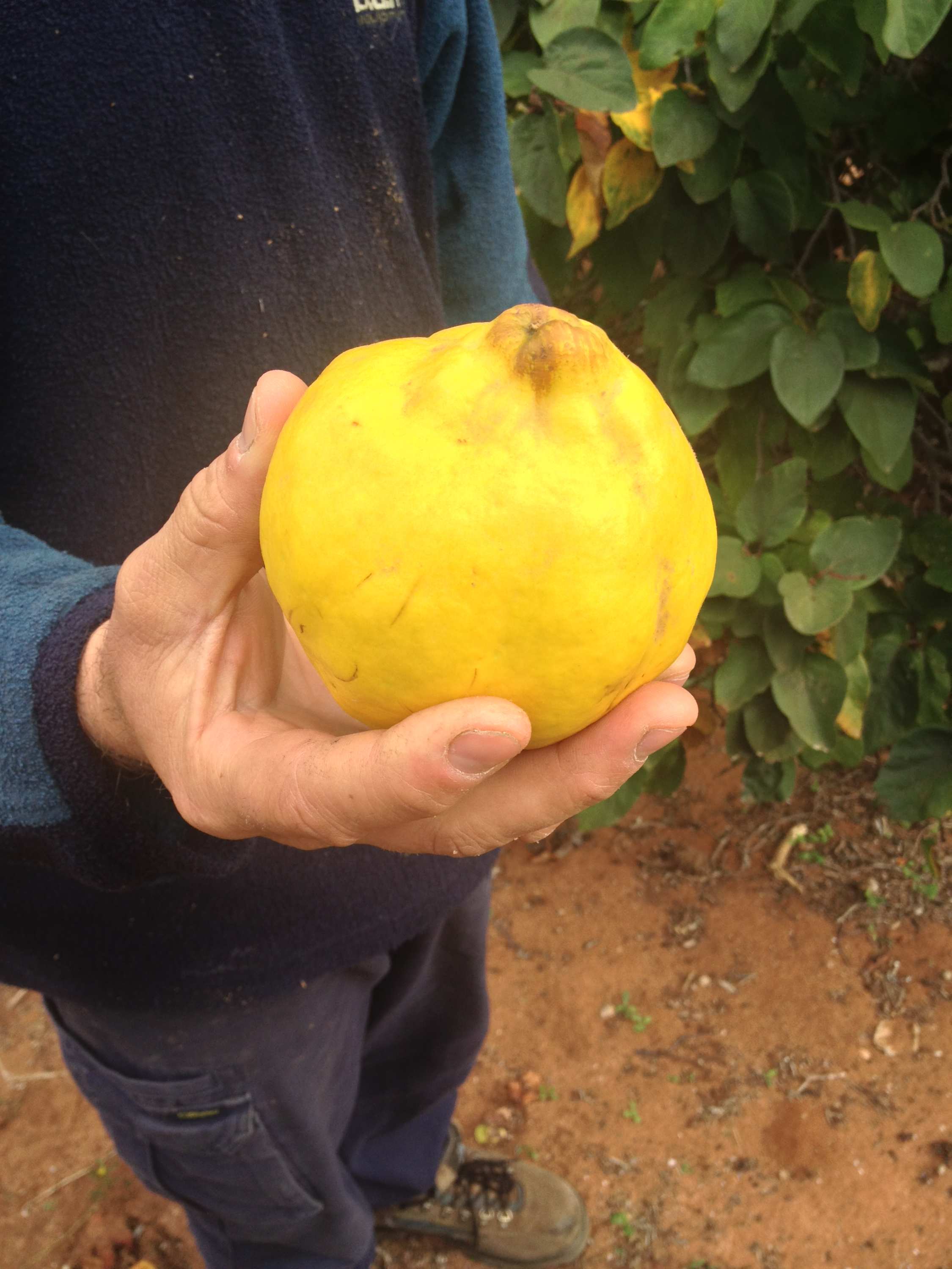 Every quince variety in Australia can be found in this orchard - ABC News
