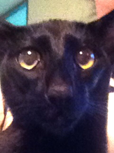 Pet killer avoids conviction after shooting neighbour's cat 'to protect ...