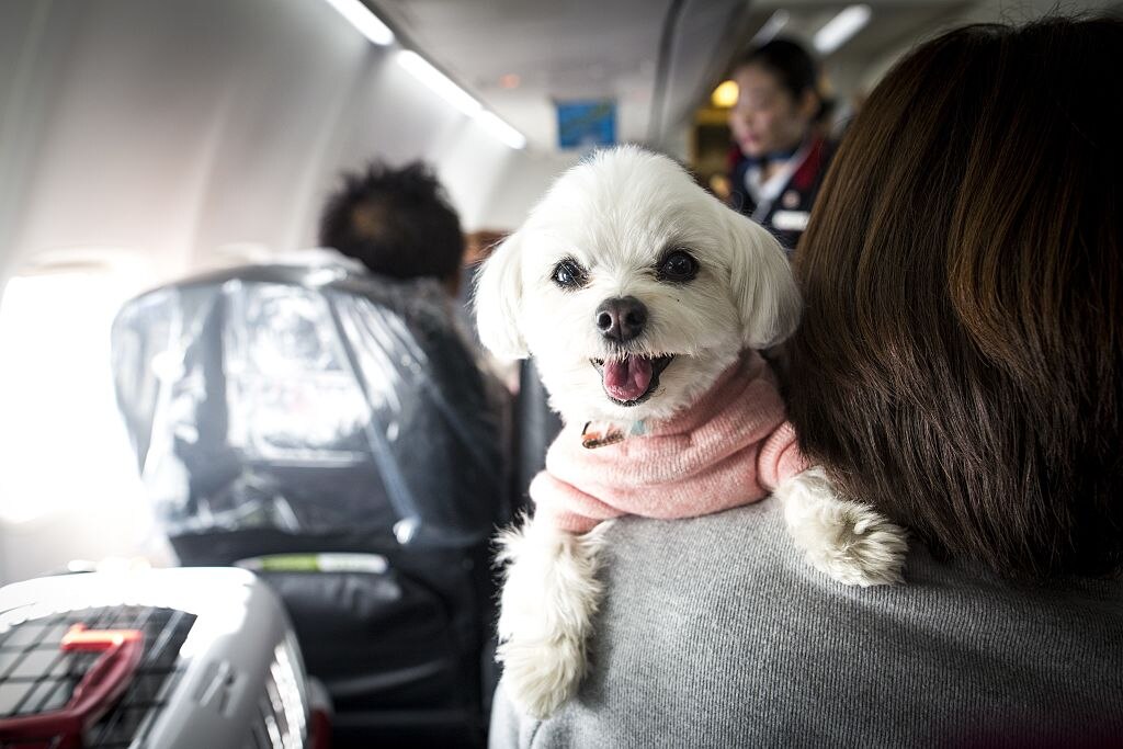 Dogs on a plane: new rules for pet travel - ABC Radio National