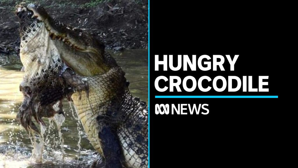 Crocodile eats another crocodile - ABC News