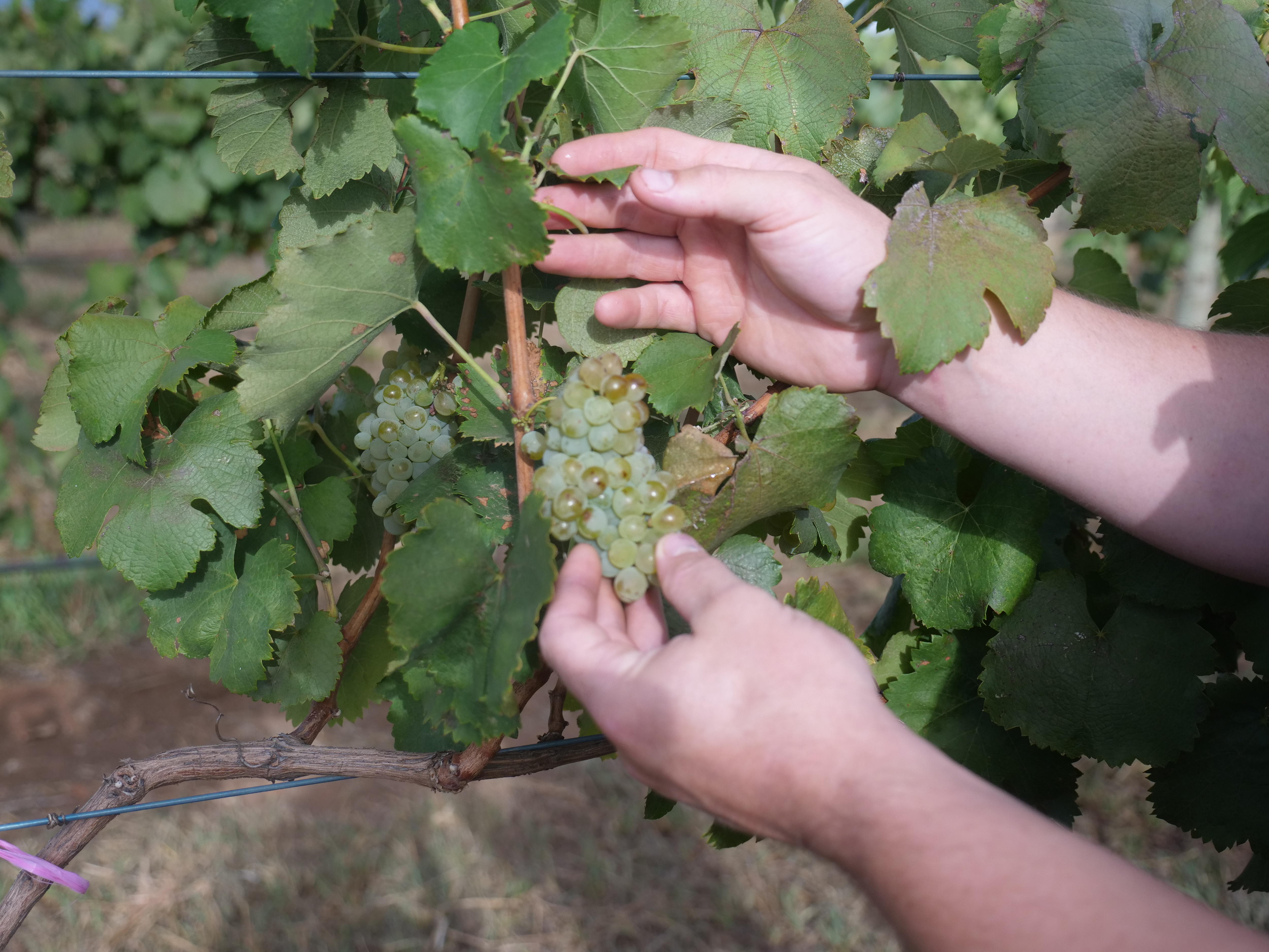 Виноградарь присматривается к итальянским нишевым сортам, поскольку отрасль ощущает боль от ...