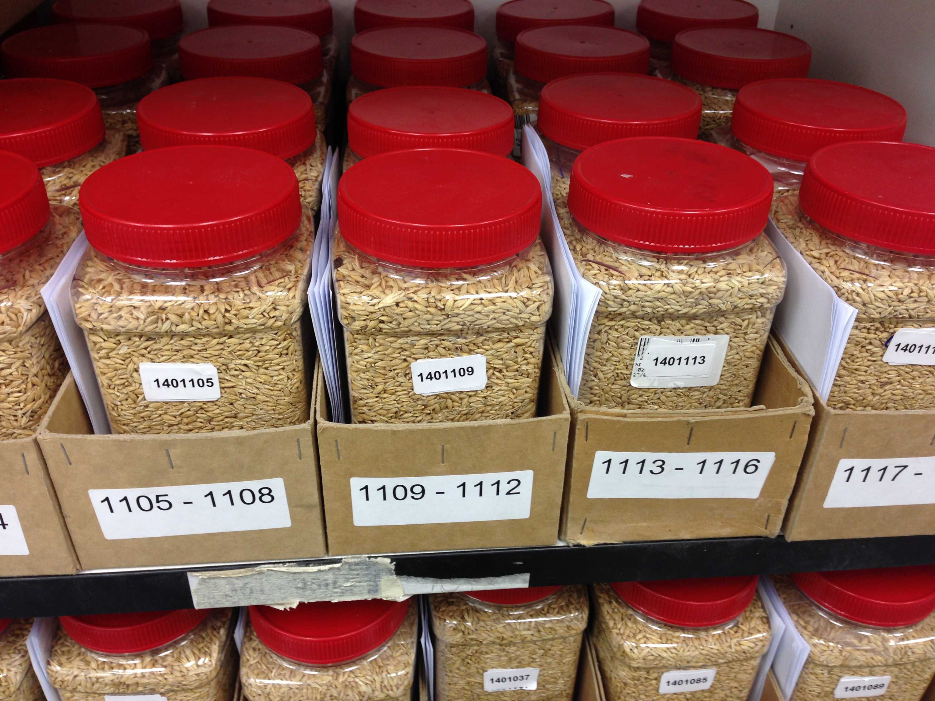 Food safety in the grains industry- there's a few steps between paddock ...