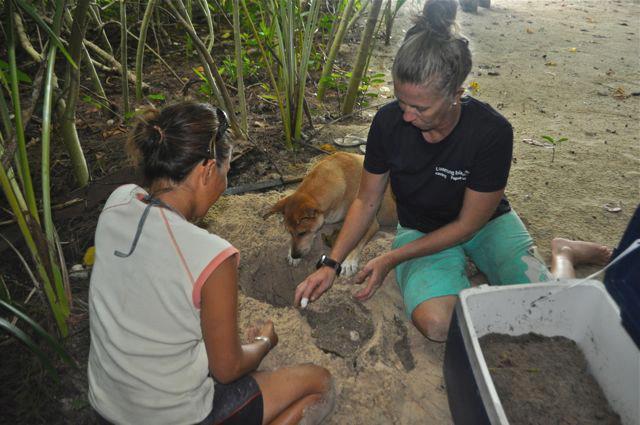 Australian woman on mission to save endangered turtles in Papua New ...