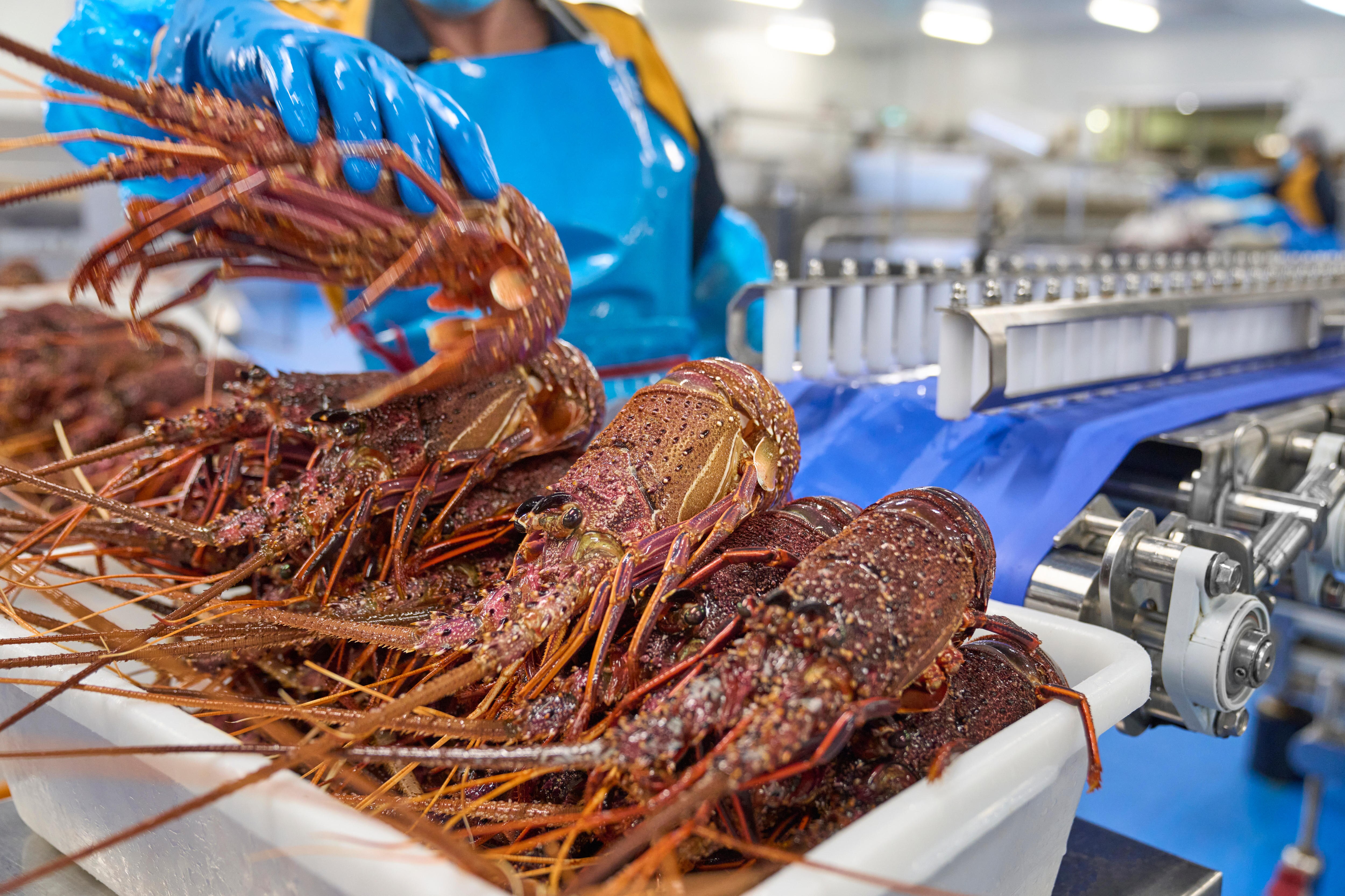 Western Australia's lobsters migrate just in time for Christmas as ...