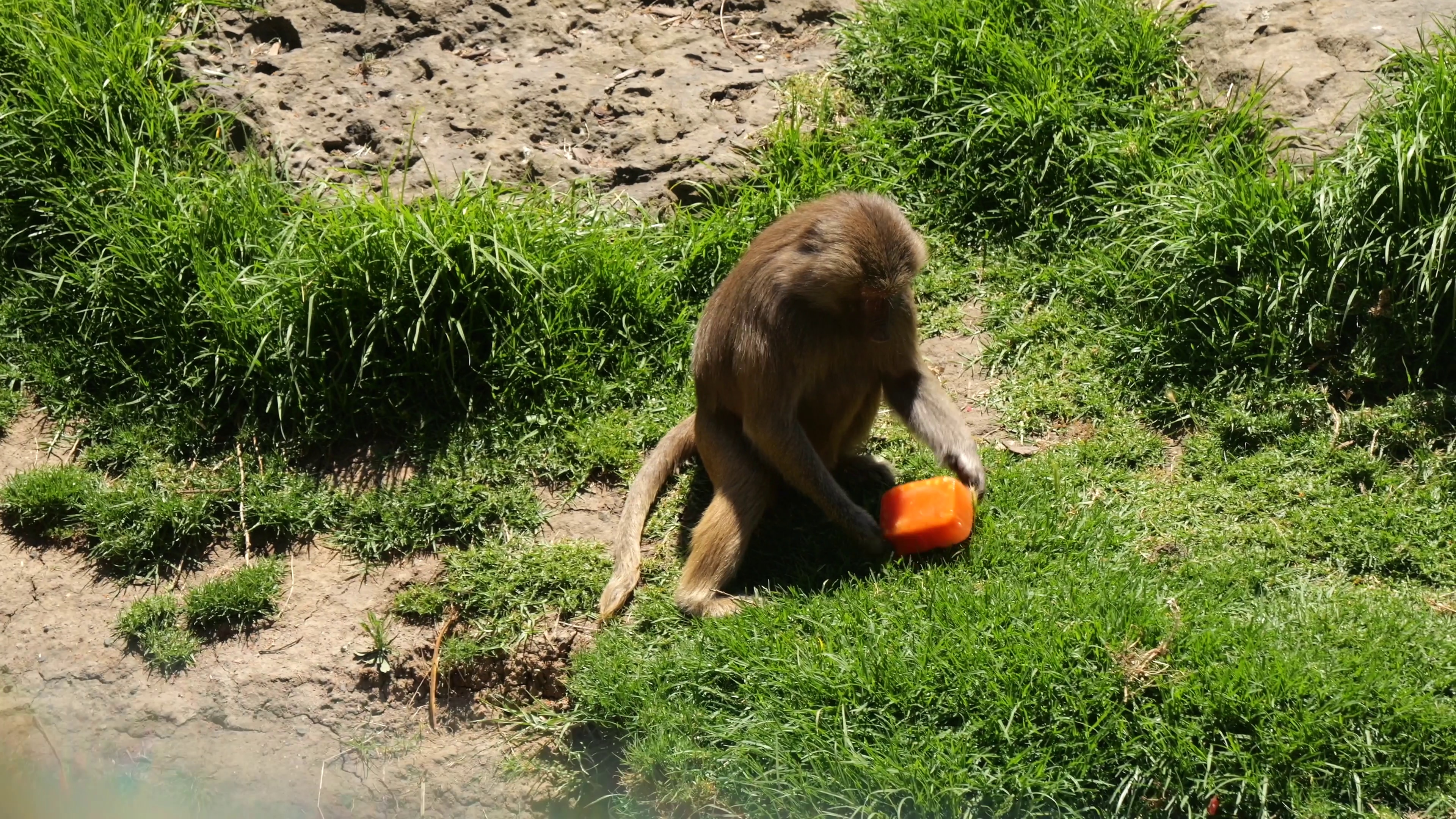 Primates eating ice block in Melbourne - ABC News